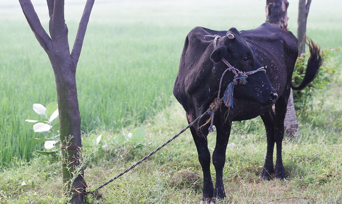 Nearly 100,000 cattle dead of lumpy skin disease in India