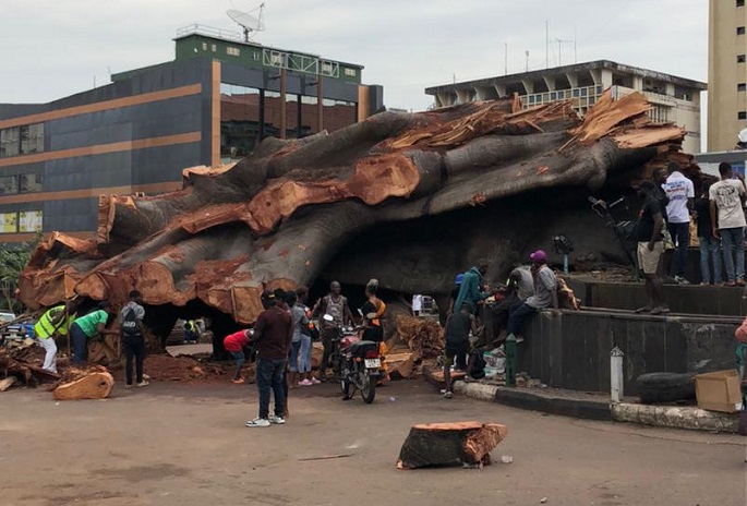 Sierra Leone to preserve fallen historic cotton tree as cultural legacy