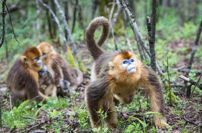 Population of rare golden monkeys increases in China